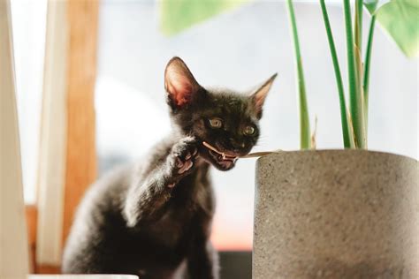 Cat Friendly Plants — You Can Love Both Houseplants And Cats