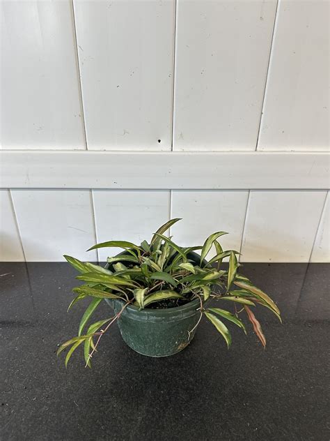 Tri-Color Hoya wayetii | PlantVine