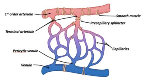 Microcirculation Flashcards Quizlet