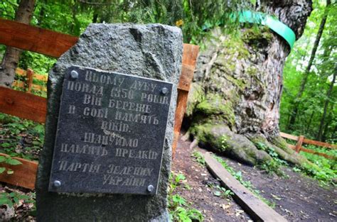 Юзефінський дуб: найстаріше дерево України. Фото