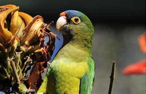Forty Orange Fronted Parakeets Return To Their Habitat Banderas News
