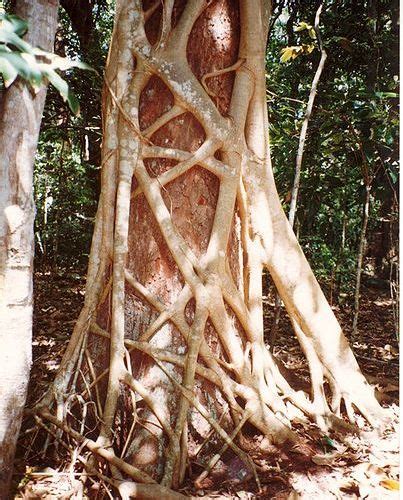 Difference Between Parasites And Parasitoids Definition Features Types And Differences