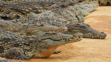 1000 Kostenlose Krokodil Und Natur Bilder Pixabay