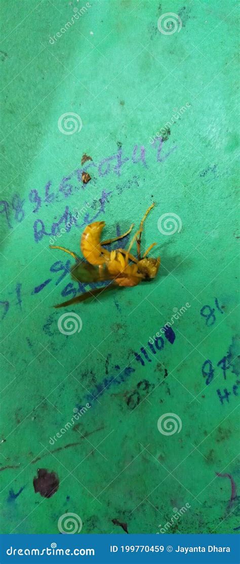 Yellow Insect Dead Body On Table Stock Image Image Of Plant Painting