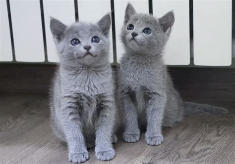 Russian Blue Cat Behavior Russian Blue Cattery