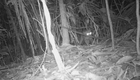 Ocelot In November 2024 By Ian R Clark · Inaturalist