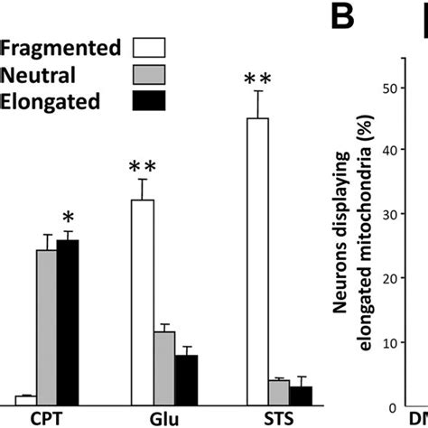 Cpt Treatment Increases Mitochondrial Length Unlike Other Neurotoxic