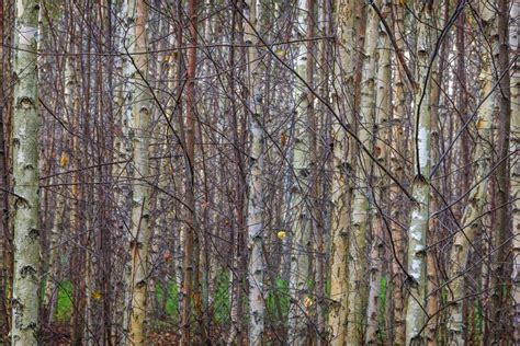 Árboles Desnudos En El Bosque Foto Premium