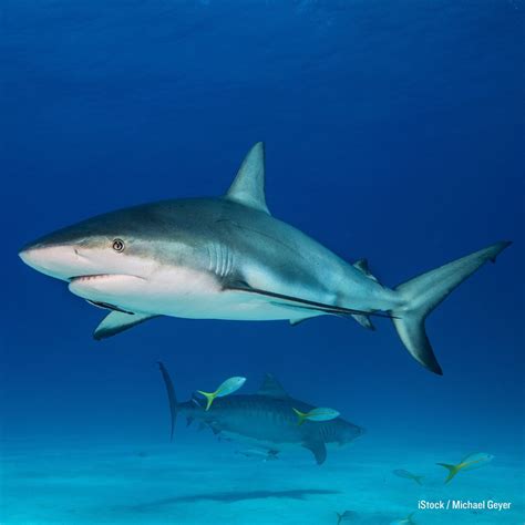 Karima Cherif On Linkedin Citescop19