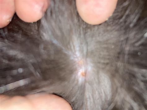 Does This Look Like Ringworm Rcats