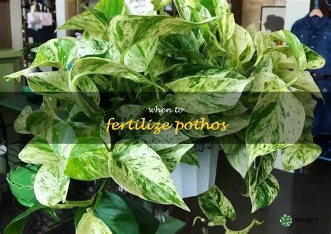 When Is The Best Time To Fertilize Your Pothos Plant Shuncy