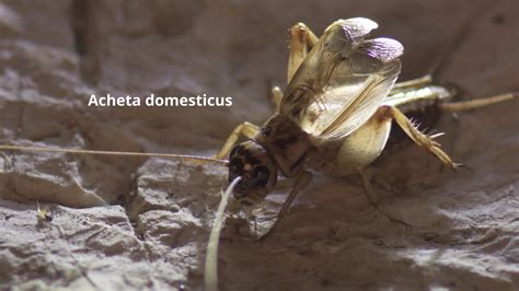 Fileacheta Domesticus Heimchenwebm Wikipedia