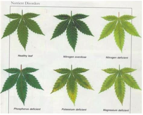 Plant Nutrient Deficiency Leaf Illustrations And Charts Reference Guide