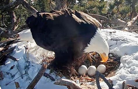 Pair Of Big Bear Bald Eagle Eggs Show Signs Of Hatching San