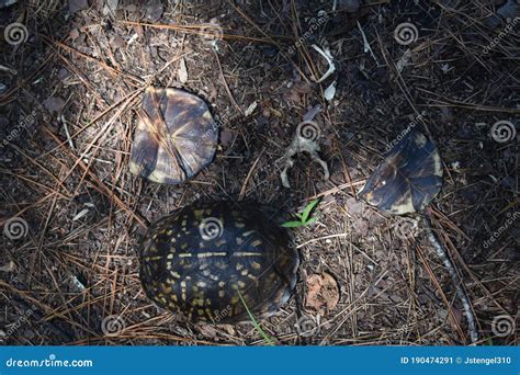 Dead Eastern Box Turtle Remains Stock Image Image Of Structure Bone