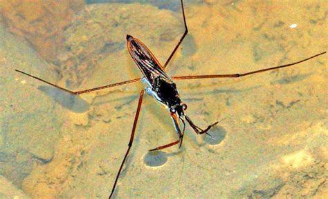 Ciclo De Vida Do Strider Aquatico