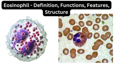 Eosinophil Definition Functions Features Structure Biology Notes