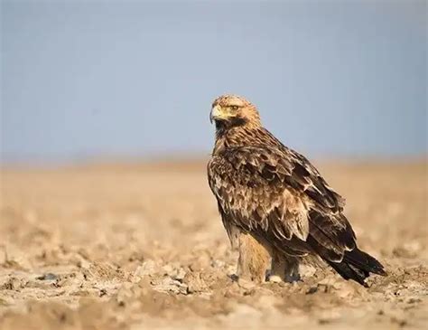 Killdeer Life Expectancy