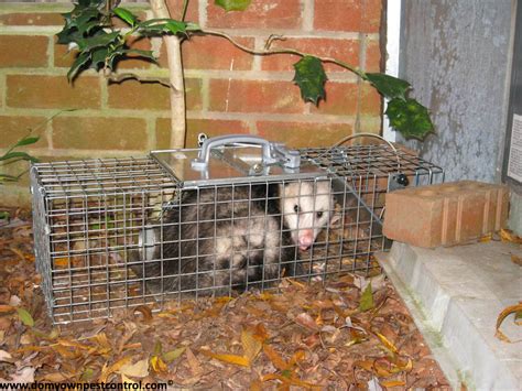 Cage For Possum At Thelma Guerrero Blog