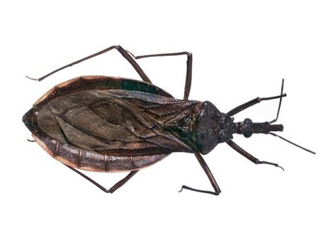 Triatomine Bug Photograph By Science Photo Library
