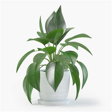 Jade Pothos Plant 3d Model 49 C4d Fbx Obj Max Free3d