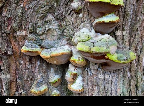 Bracket Fungus Growing On Old Deciduous Tree Trunk Bur Oak Quercus Macrocarpa Bark Texture Stock