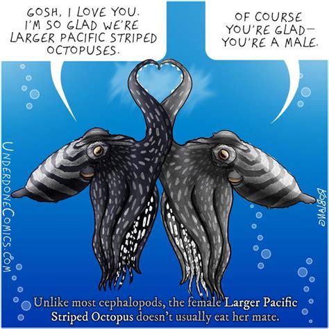 The Dark World Of Octopus Sex