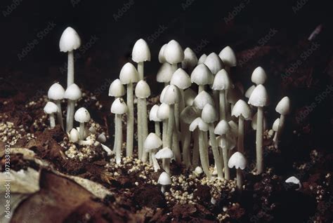 Termitomyces Sp Termite Hill Mushroom Small Class