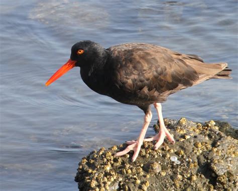 Black Oystercatcher Photos Birdspixbirdspix