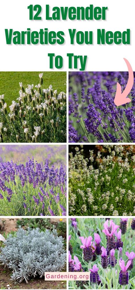 Top 12 Lavender Varieties For Your Garden