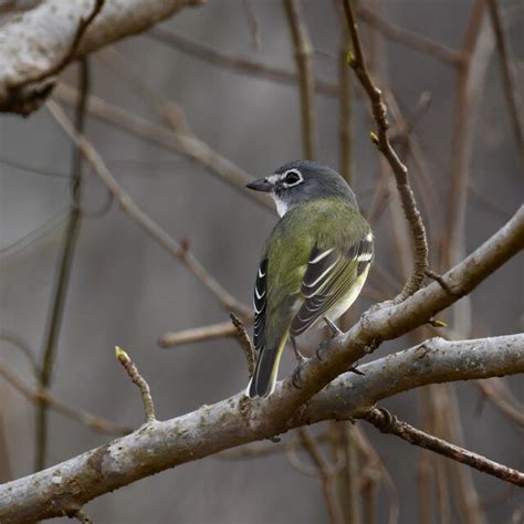 Blue Headed Vireo