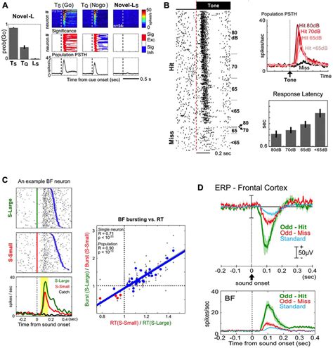 Key Features Of Bf Salience Encoding Bursting Neurons In The
