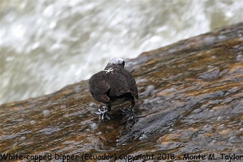 White Capped Dipper