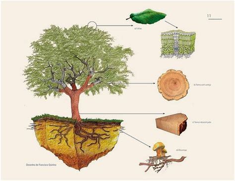 Quercus Palustris Root System Diagram