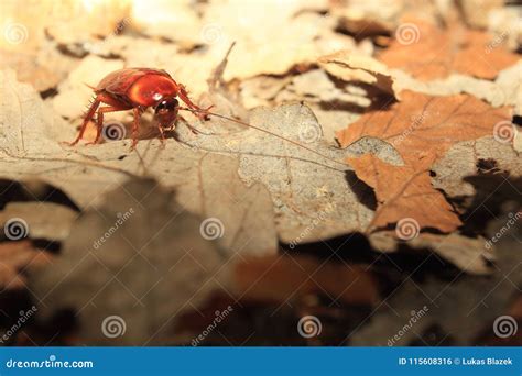 Red Headed Cockroach Roach Cockroach Insect