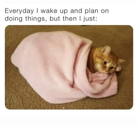 Lazy Kitty Meme Random Meme Generator