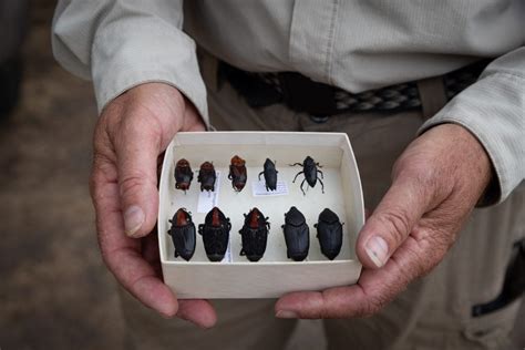Invasive Weevils Are Coming And Californias Date Industry Is At Risk