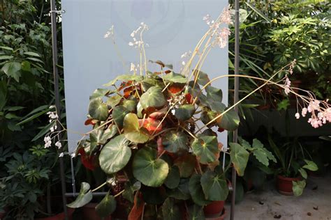 Begonia Types Top 21 Types To Brighten Up Your Indoor Space Begonia Types Top 21 Types To Brighten Up Your Indoor Space