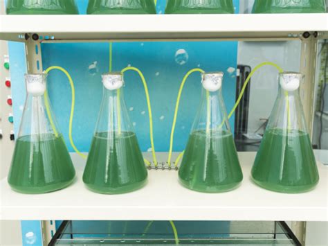A Novel Photobioreactor For Low Cost Microalgae Cultivation Brevel