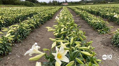 Welcome To The Easter Lily Capital Of The World Smith River Ca