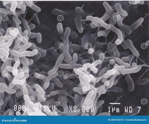 A Scan From An Electron Microscope Of An Integrated Circuit On A Wafer