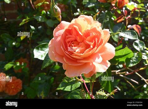 Amber Peach Hi Res Stock Photography And Images Alamy