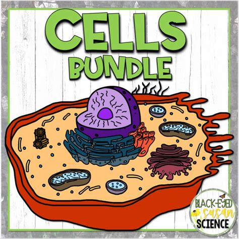 Cells Doodle Notes And Quiz Bundle Pp Organelles Cell Theory
