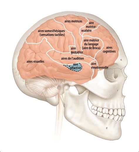Diagramme Des Parties Et Des Fonctions Du Cerveau Humain Modèle