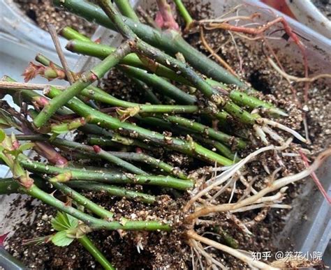 月季扦插后不生根？只用3个 小方法”，半个月长出大白根 知乎