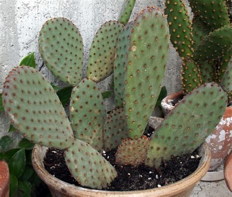 Opuntia Violacea Passioni Succulente