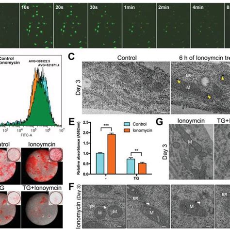 Enhanced Formation Of Mitochondrial Granules By Intracellular Ca²⁺ I