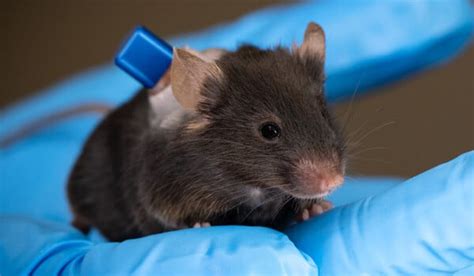 Online Mouse Catheterization Training Online Training Education