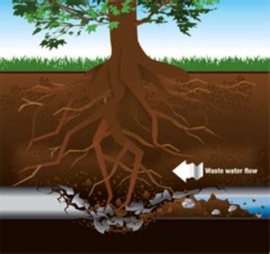 How To Fix Tree Root Intrusion In Your Pipes Kelowna Plumbers A