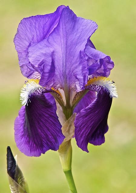 Iris Viola Iris Plants Flowers